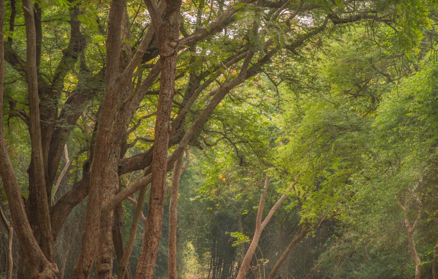 THE FOREST – HAS A LIFE OF ITS OWN - Vijayawada in Visuals
